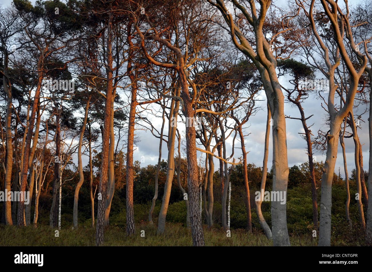 Scotch pine, scots pine (Pinus sylvestris), mixed forest in evening ...