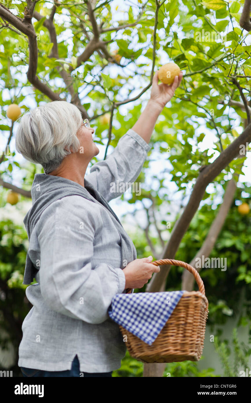 Older woman picking fruit outdoors Stock Photo - Alamy
