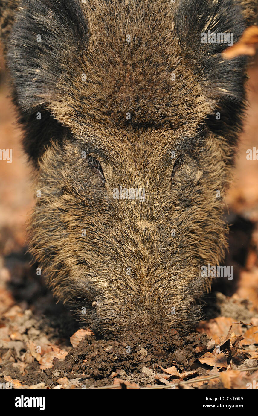 Male wild boars hi-res stock photography and images - Alamy