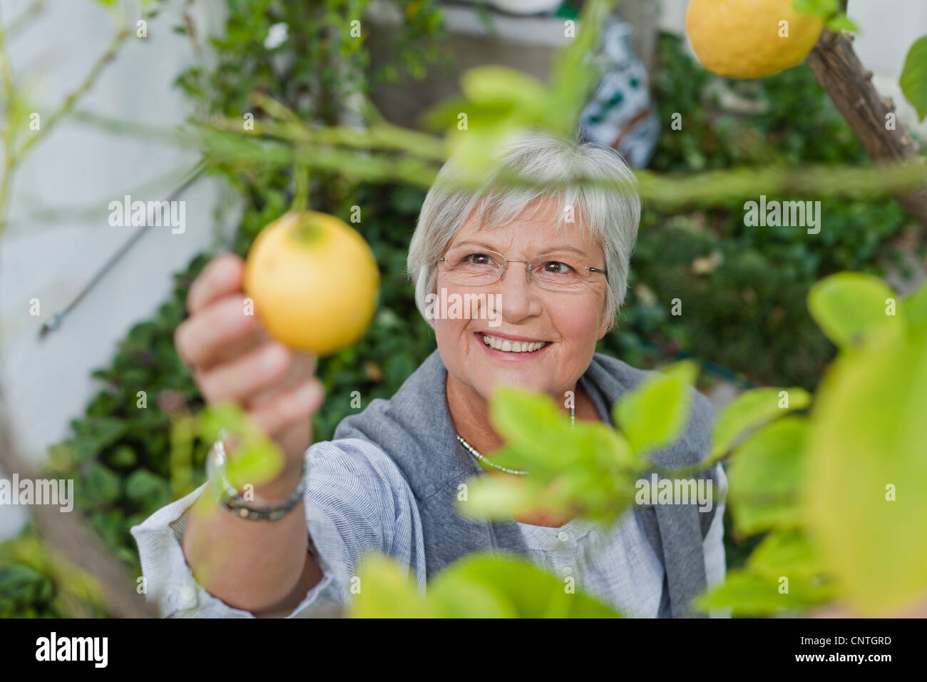Older woman picking fruit outdoors Stock Photo - Alamy
