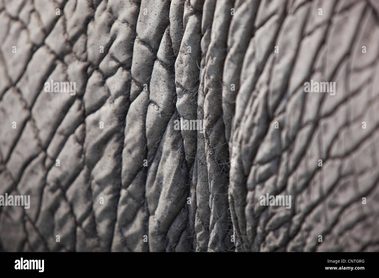 A close up of a South African Elephants skin; Taken at Knysna Elephant ...
