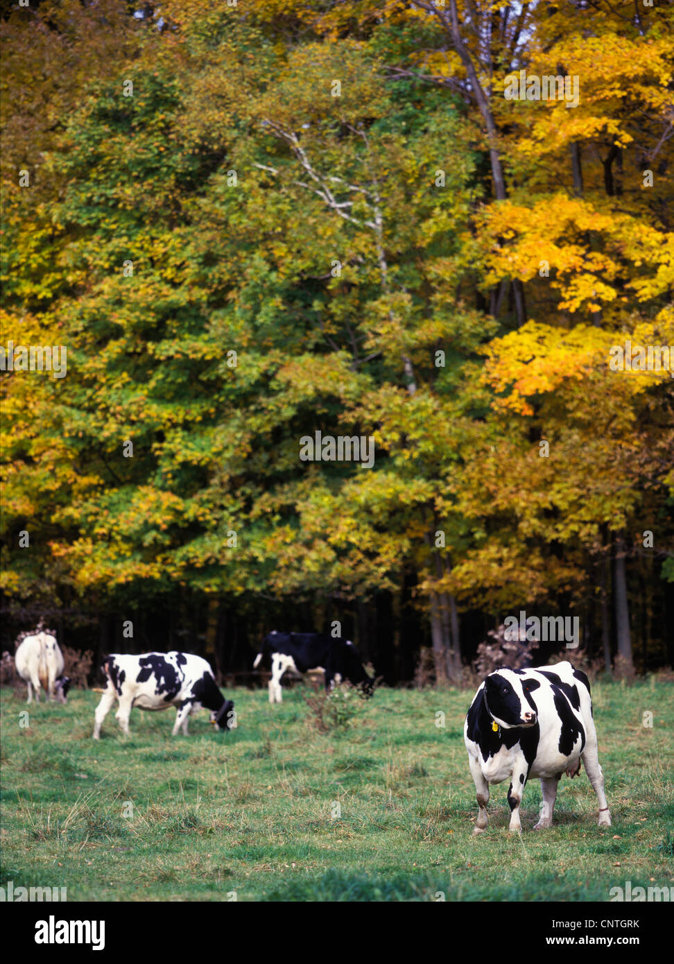 Four Holstein dairy cows grazing in a pasture, trees in fall foliage in ...