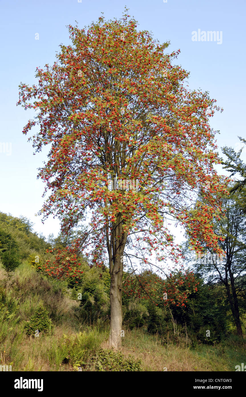 European mountain-ash, rowan tree (Sorbus aucuparia), fruiting single ...