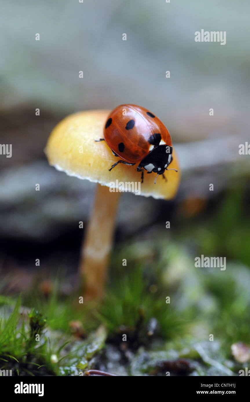 ladybirds, ladybird beetles, lady beetles, ladybugs (Coccinellidae), on ...