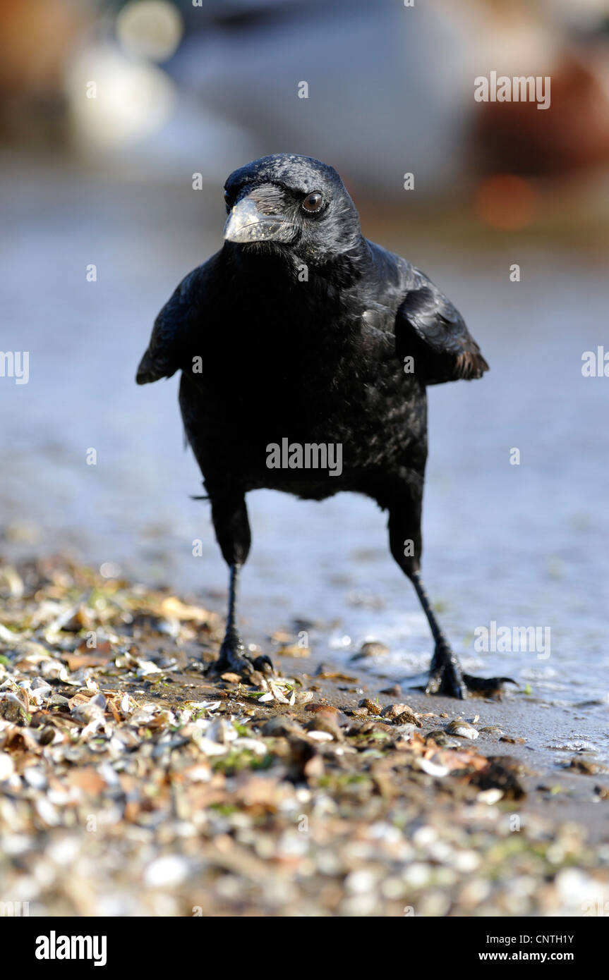 carrion crow (Corvus corone), at a shore, Germany Stock Photo - Alamy