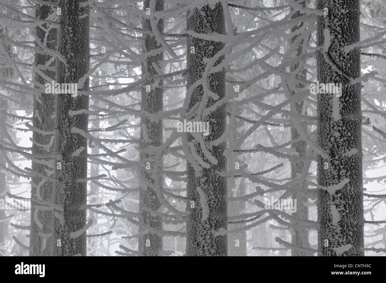 Norway spruce (Picea abies), trunks in a snow-covered spruce forest ...