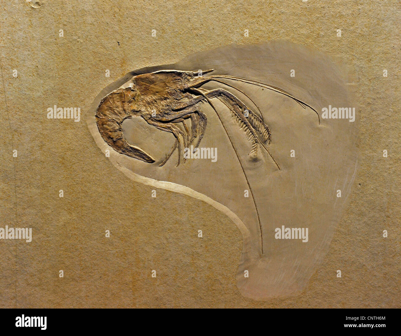 Fossil crab hi-res stock photography and images - Alamy