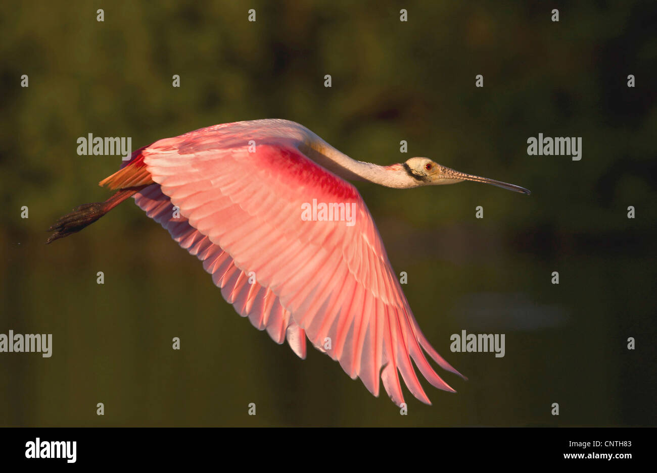 roseate spoonbill (Ajaia ajaia), in flight, USA, Florida, Everglades ...