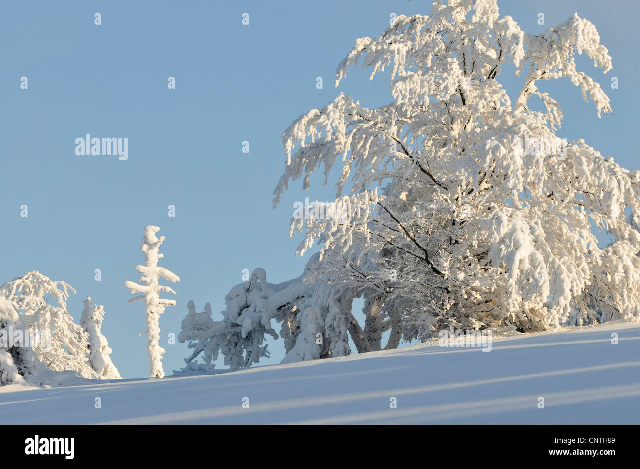 snow covered landscape in the sunshine with single trees on an open ...