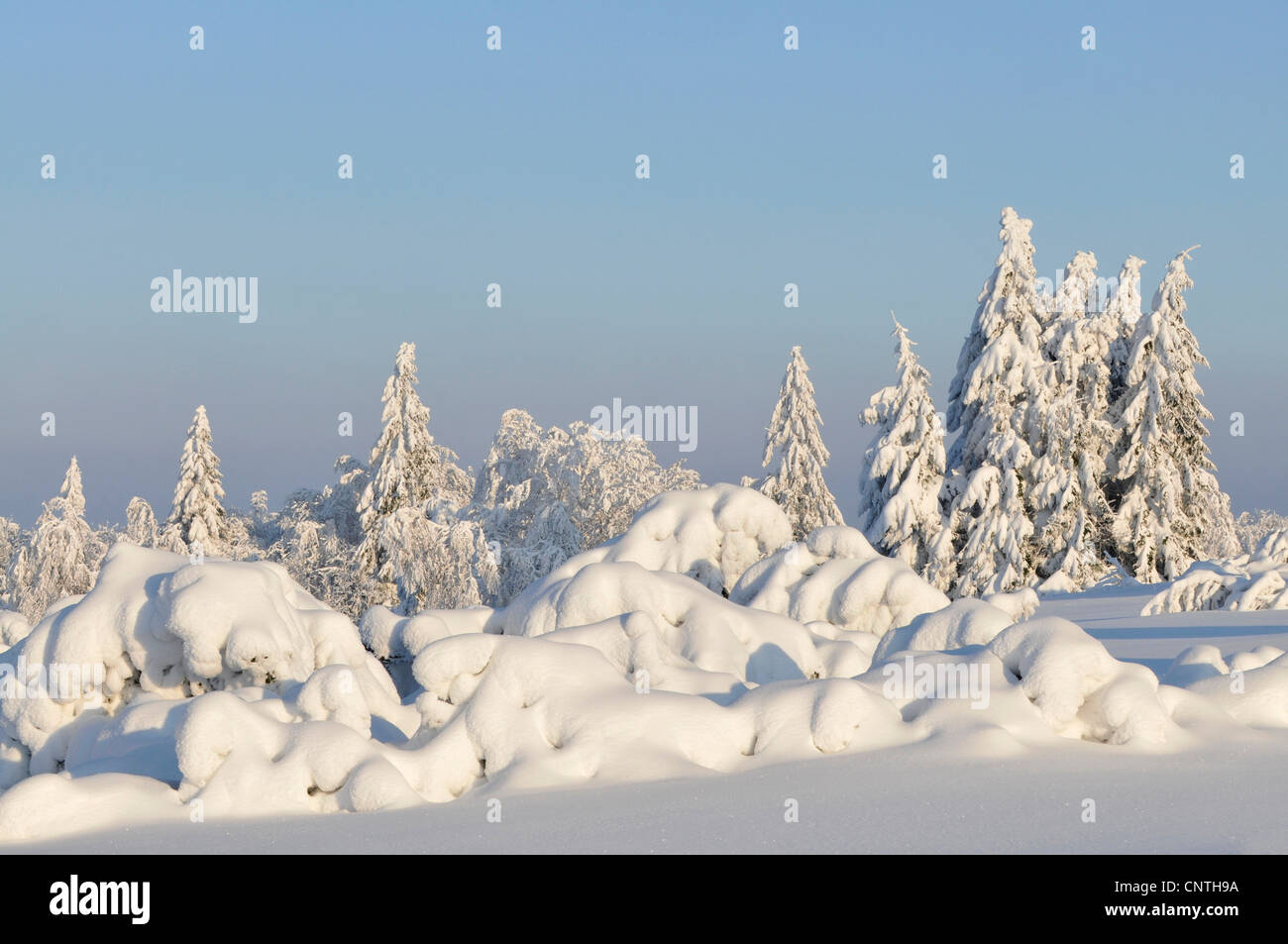 snow covered landscape in the sunshine with single trees on an open ...