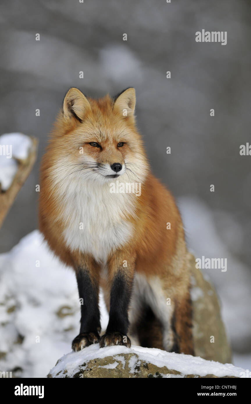 red fox (Vulpes vulpes), looking out, Germany Stock Photo - Alamy
