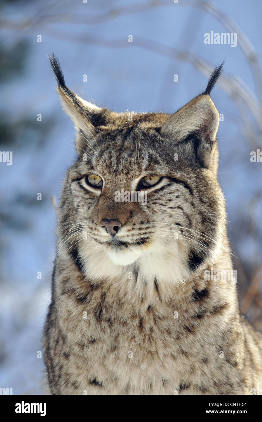Eurasian lynx (Lynx lynx), portrait, Germany Stock Photo - Alamy