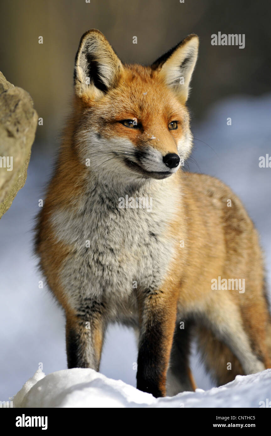 red fox (Vulpes vulpes), looking out, Germany Stock Photo - Alamy