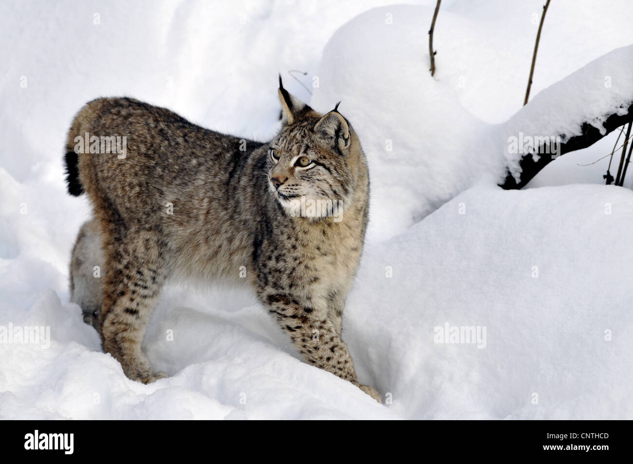 Eurasian lynx lynx lynx in the snow hi-res stock photography and images ...