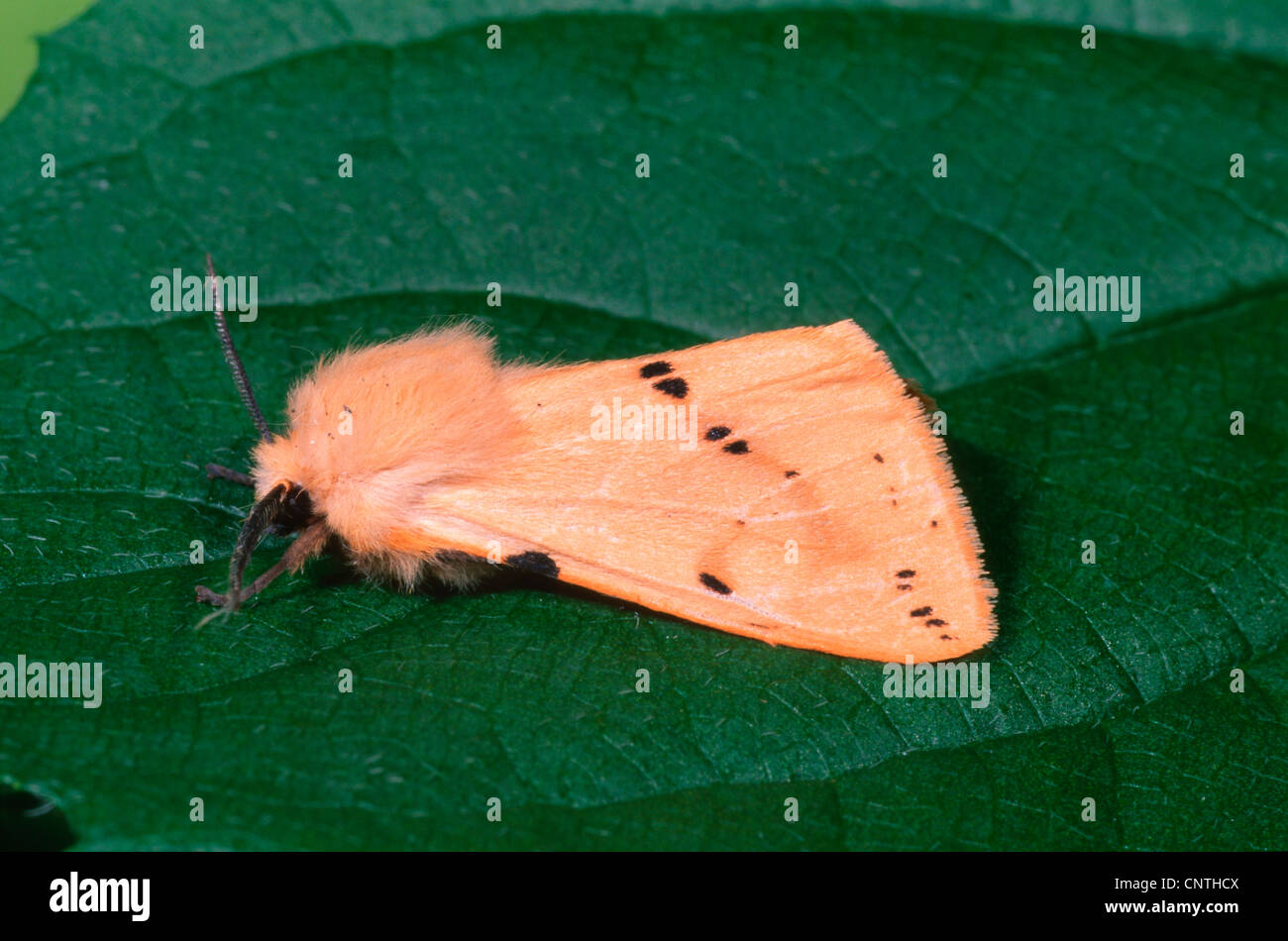 Buff Ermine Moth (Spilosoma lutea, Spilosoma luteum, Spilarctia lutea ...