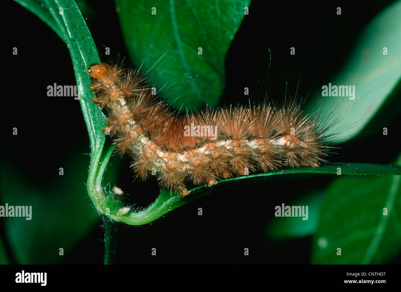 Buff Ermine Moth (Spilosoma lutea, Spilosoma luteum, Spilarctia lutea ...