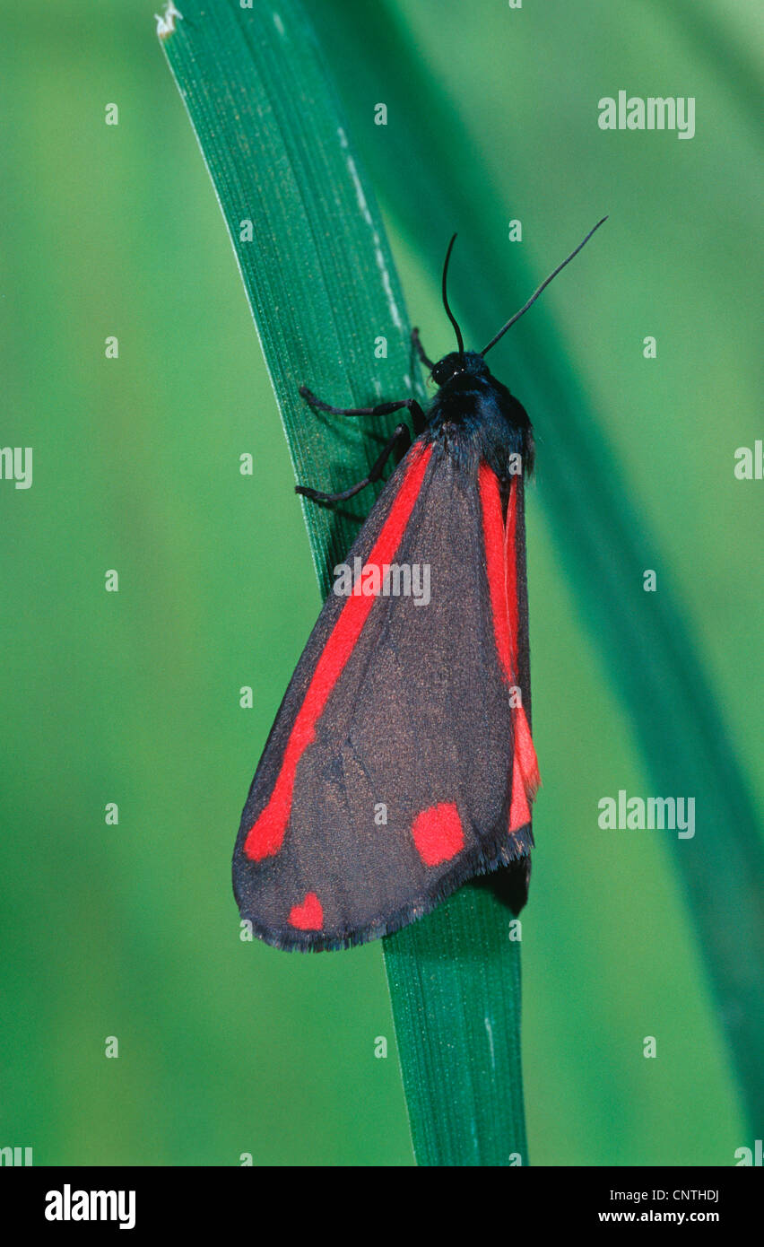 cinnabar moth (Tyria jacobaeae), on grass, Germany Stock Photo - Alamy