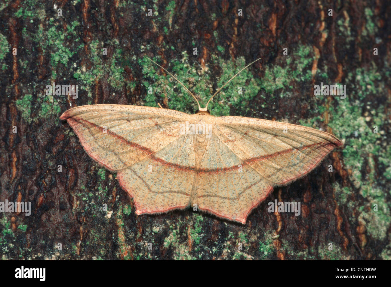 Blood vein blood vein timandra comae hi-res stock photography and ...