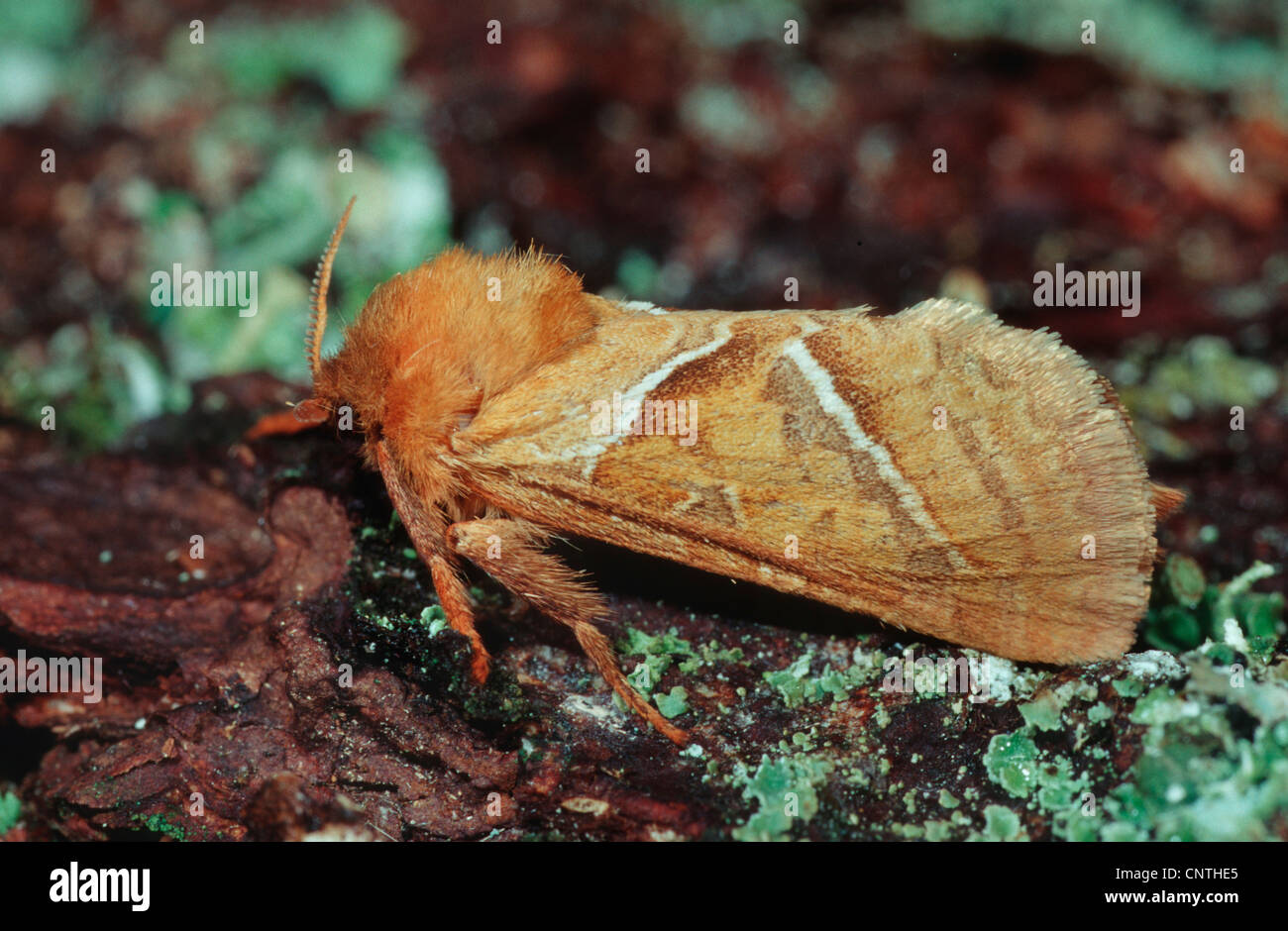Orange Swift (Triodia sylvina), on bark, Germany Stock Photo - Alamy
