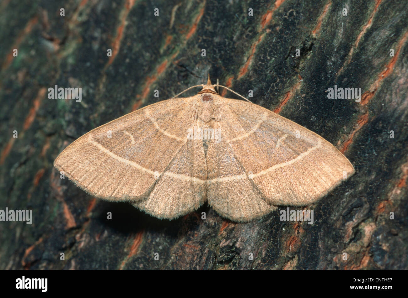 Macro view bark olive hi-res stock photography and images - Alamy