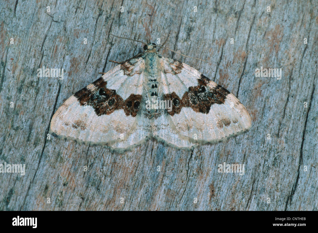 Xanthorhoe montanata (Xanthorhoe montanata), on deadwood, Germany Stock ...