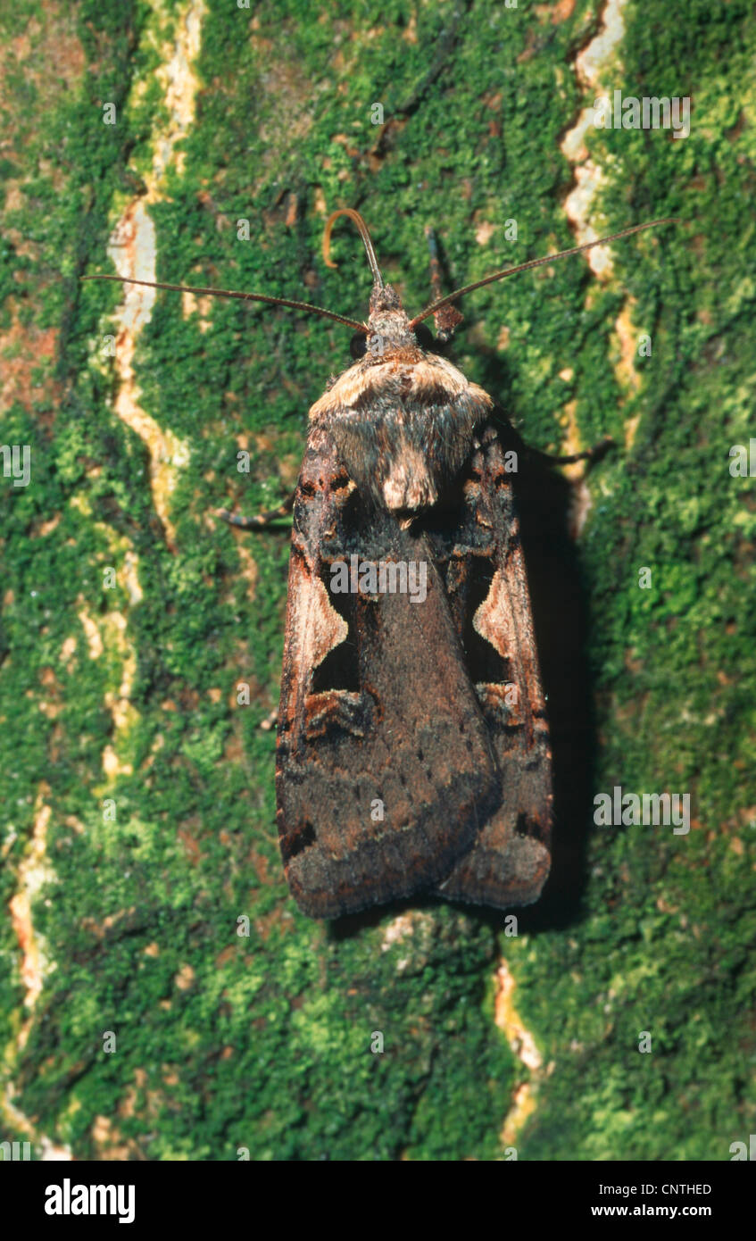 setaceous Hebrew character (Xestia c-nigrum), on bark, Germany Stock ...