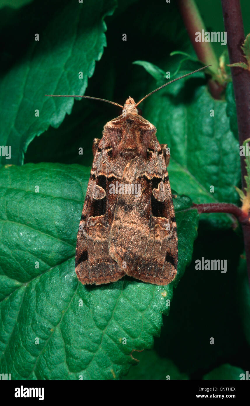 Double Square-spot (Xestia triangulum), on leaf, Germany Stock Photo ...