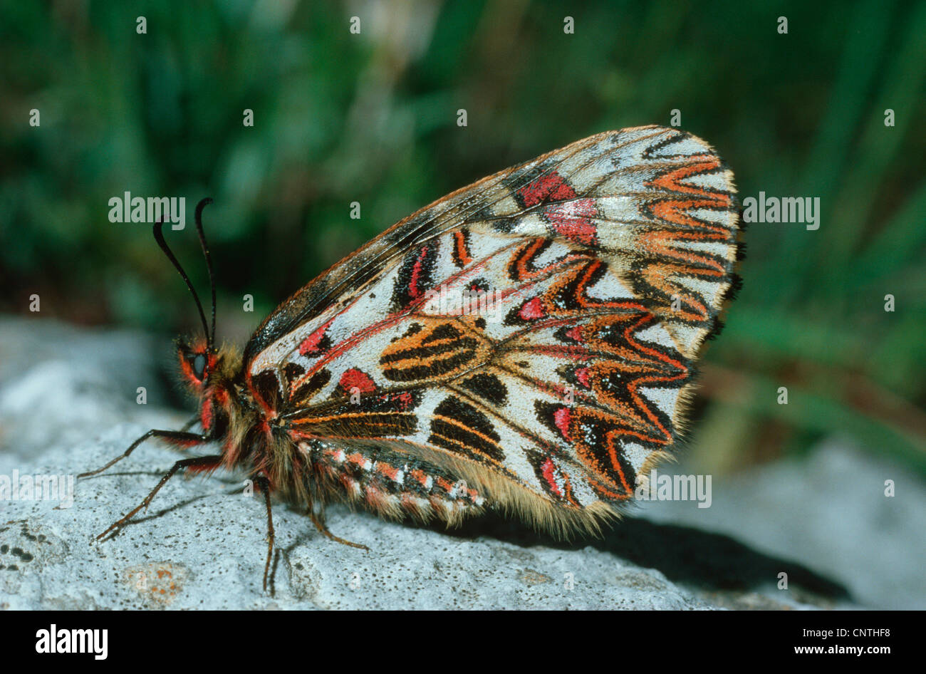 Insects of cyprus hi-res stock photography and images - Alamy
