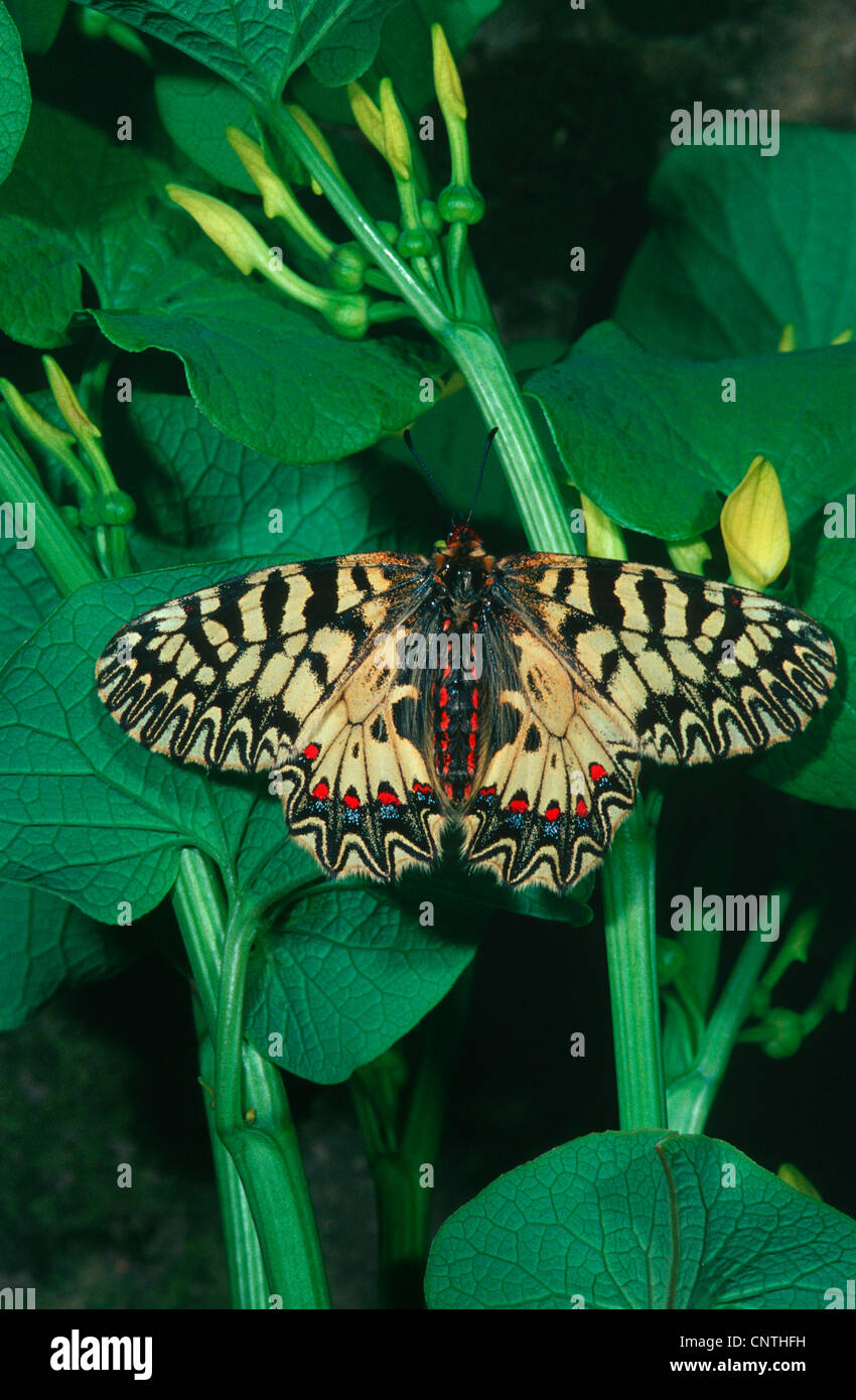 southern festoon (Zerynthia polyxena), on European Birthwort Stock ...