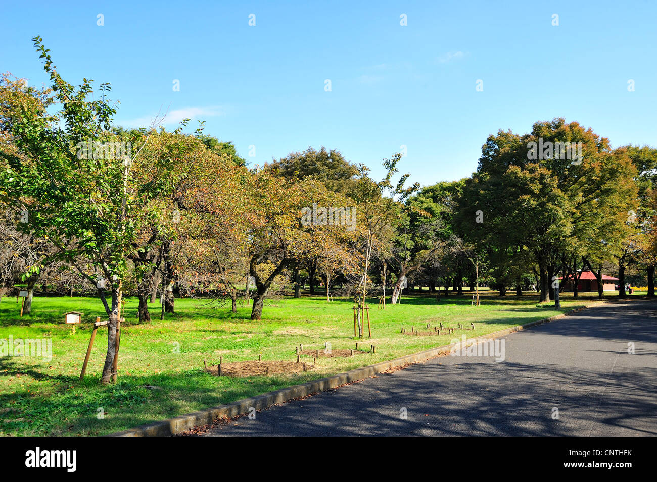 Koganei Koen, Koganei City, Tokyo, Japan Stock Photo - Alamy