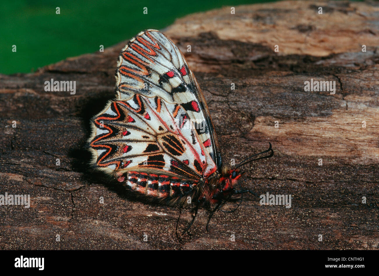 southern festoon (Zerynthia polyxena), on deadwood Stock Photo - Alamy