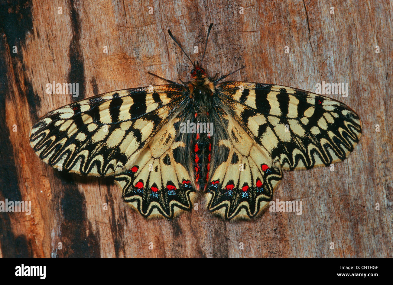 southern festoon (Zerynthia polyxena), on bark Stock Photo - Alamy