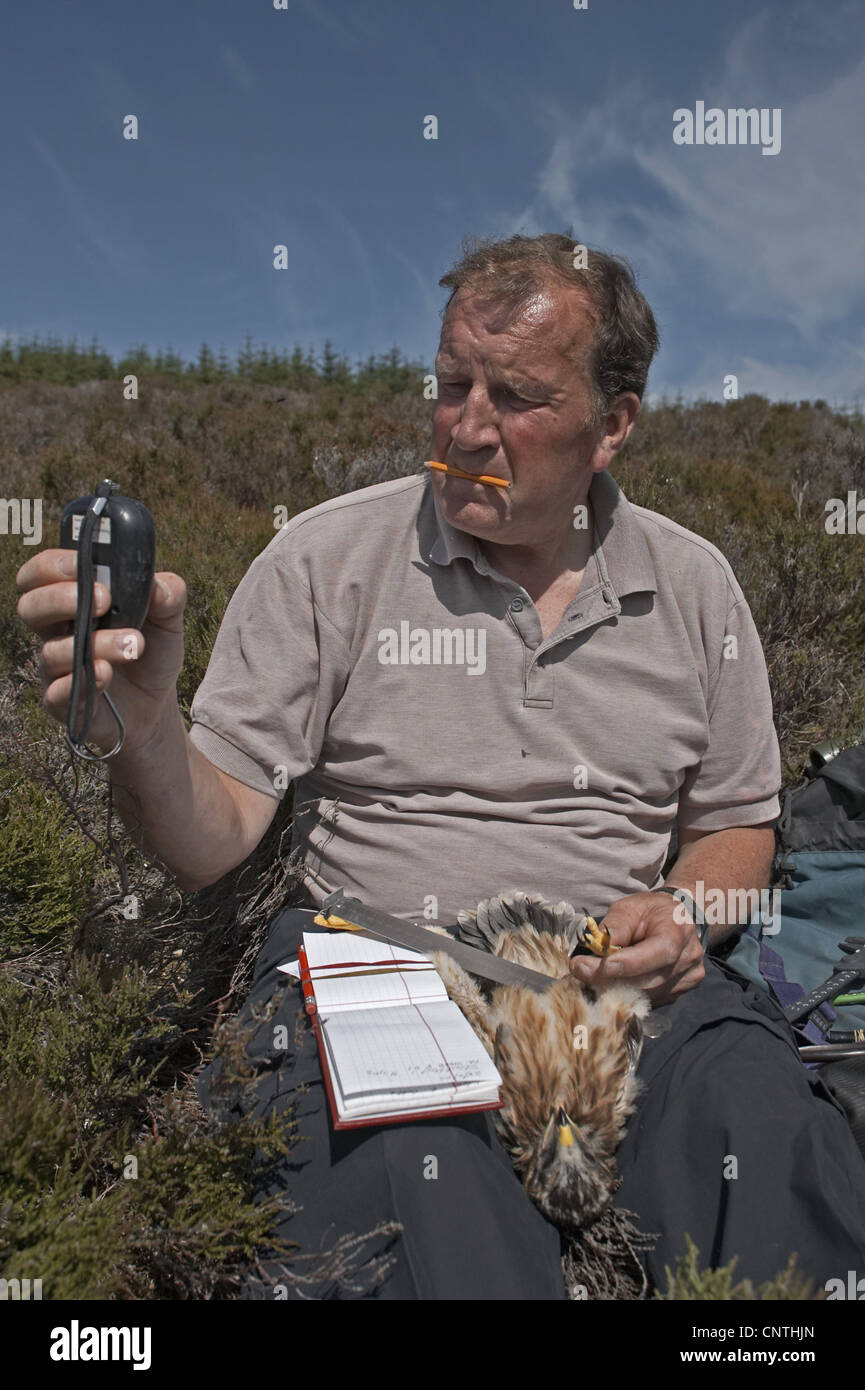 ornithologist at the nest with a chick in his lap is noting down the ...