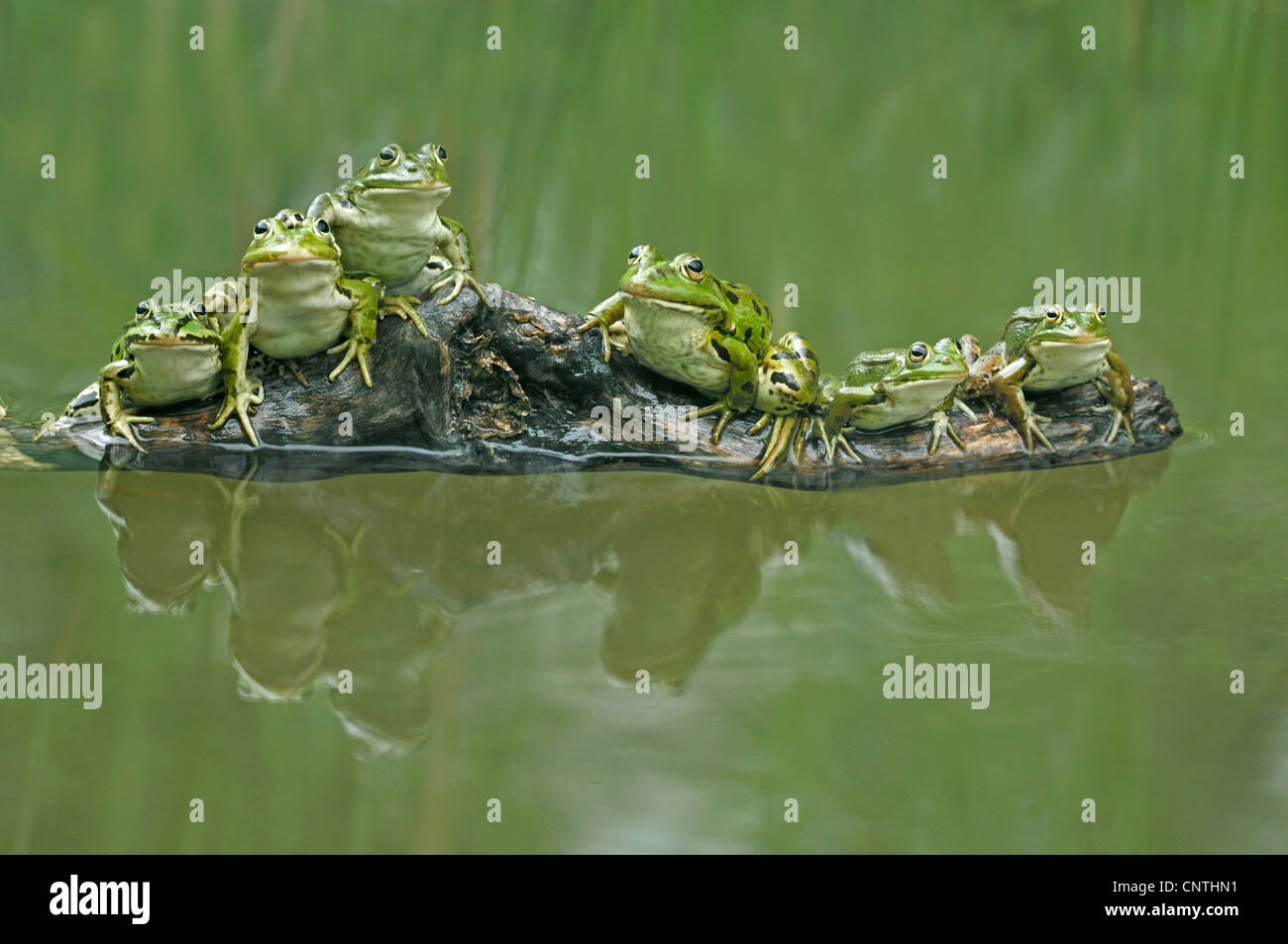 European edible frog, common edible frog (Rana kl. esculenta, Rana ...