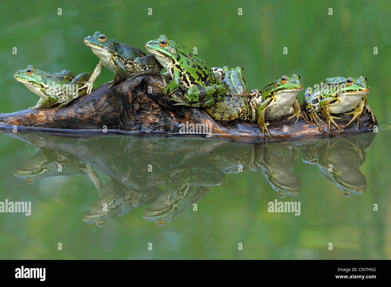 Frogs of switzerland hi-res stock photography and images - Alamy