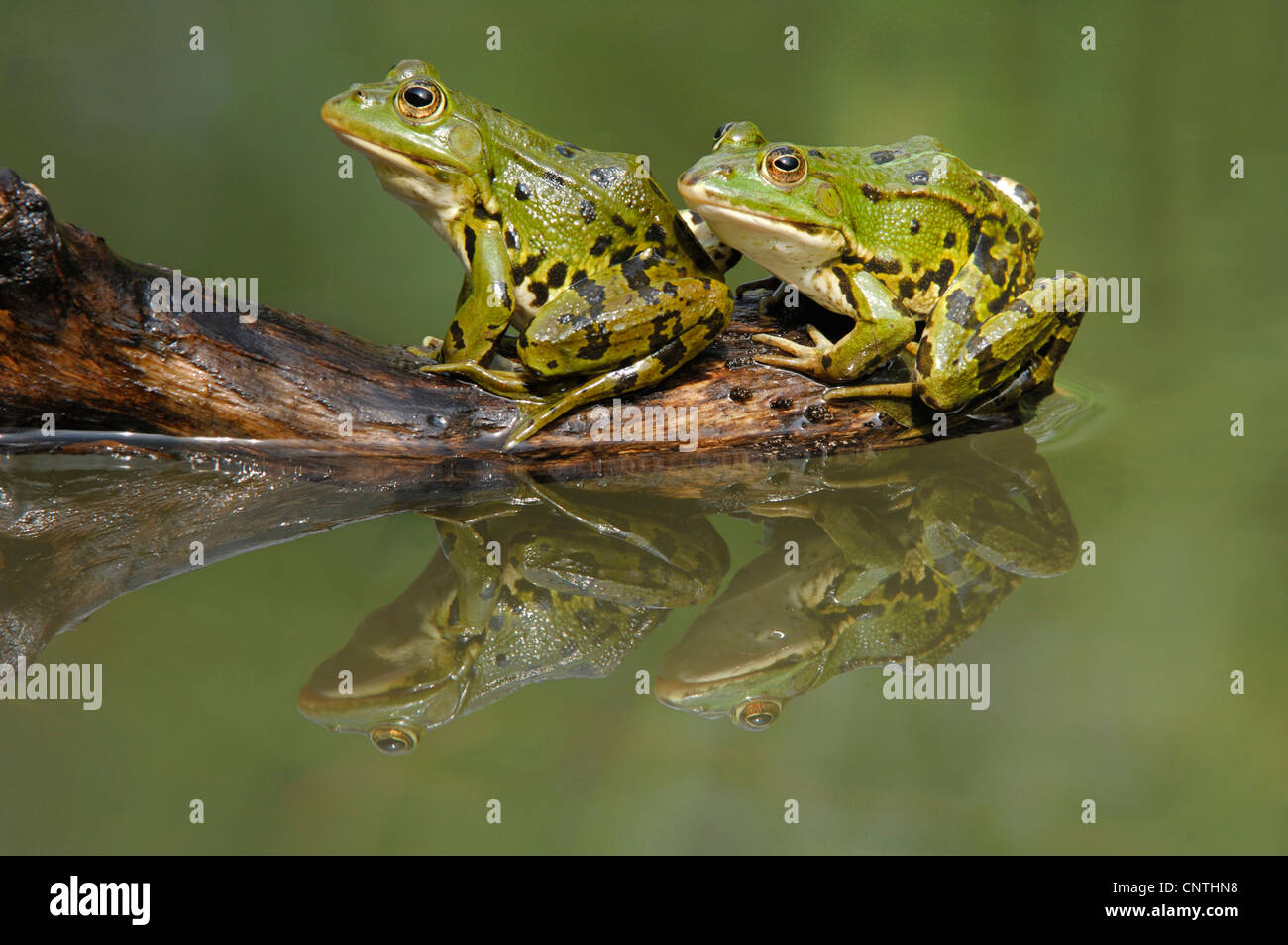 European edible frog, common edible frog (Rana kl. esculenta, Rana ...