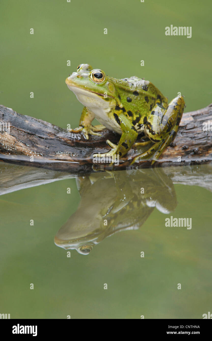 European edible frog, common edible frog (Rana kl. esculenta, Rana ...