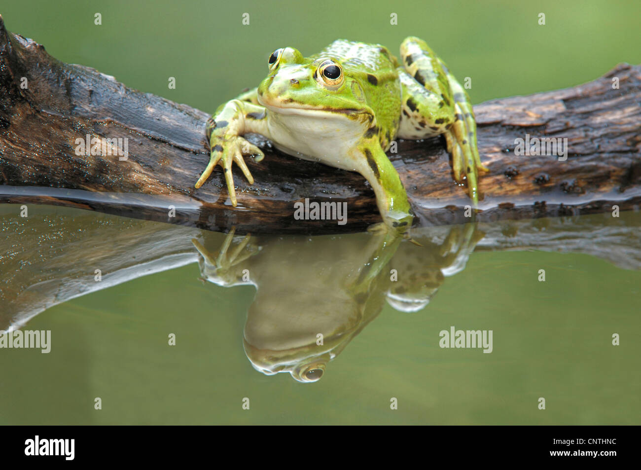 Common frog image portrait format hi-res stock photography and images ...