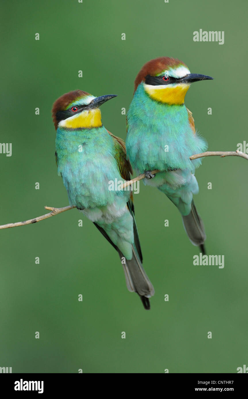 Bee eater couple hi-res stock photography and images - Alamy