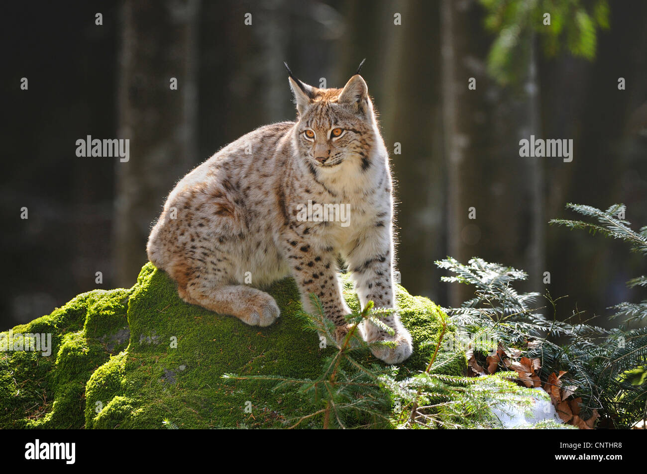 Eurasian lynx (Lynx lynx), on mossy stone, Germany, Nationalpark ...