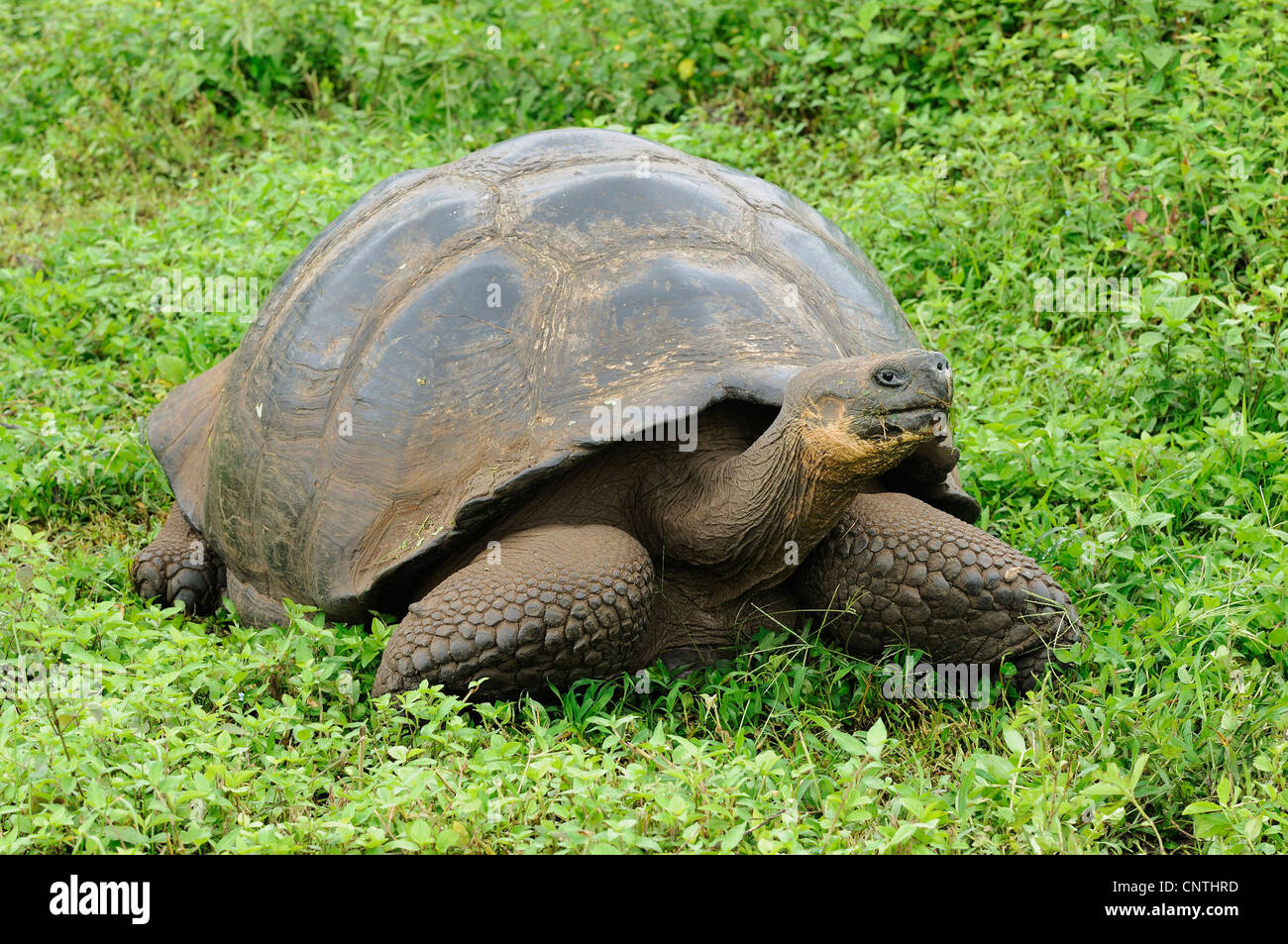 Galapagos giant tortoise (Testudo elephantopus porteri, Geochelone ...