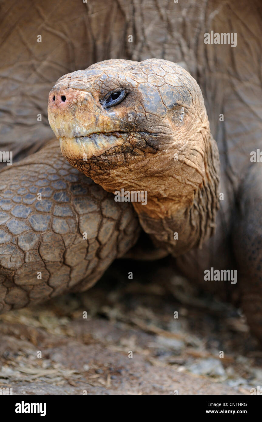 Galapagos giant tortoise (Testudo elephantopus porteri, Geochelone ...