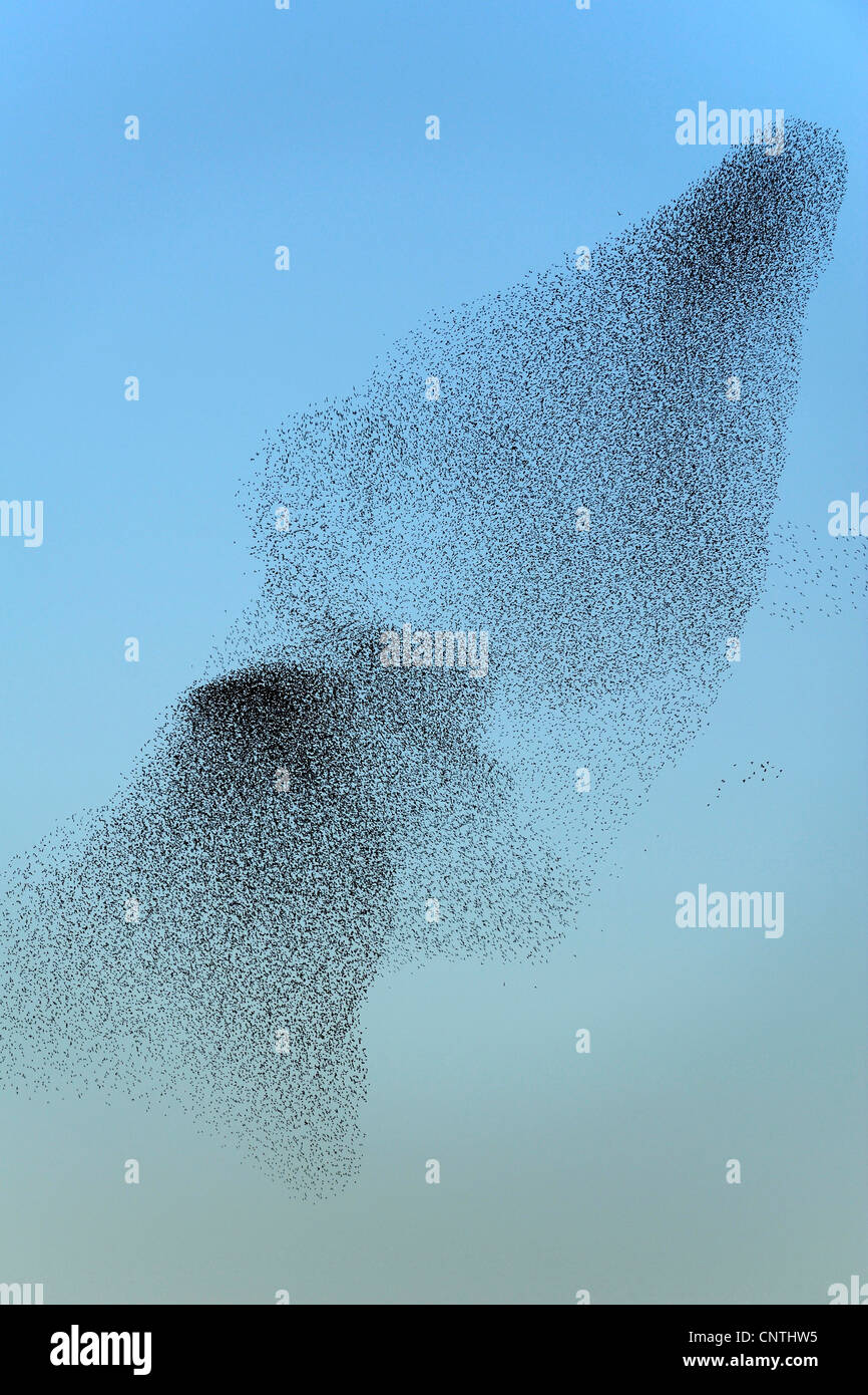 Starlings flying formation blue sky hi-res stock photography and images ...