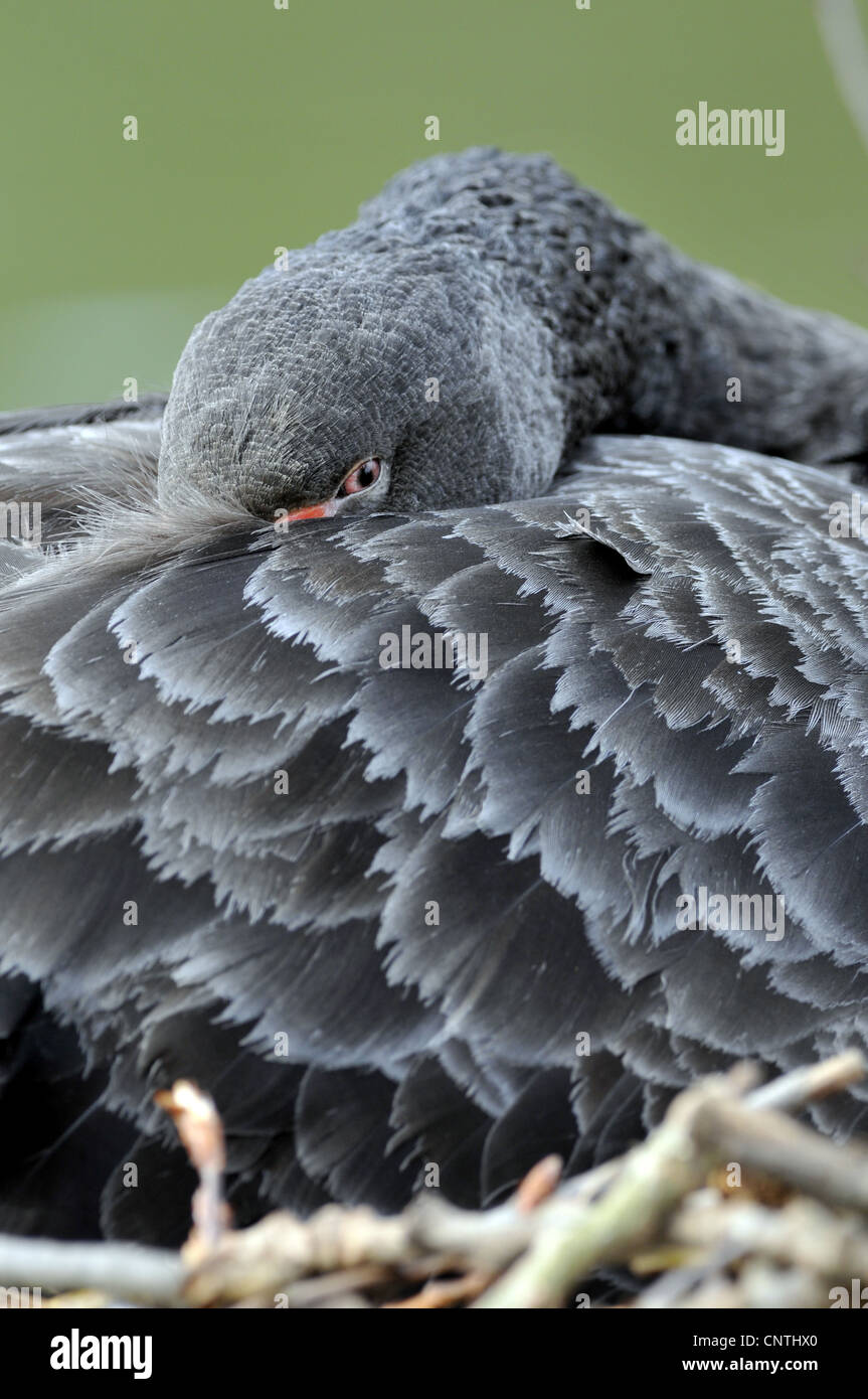 black swan (Cygnus atratus), sleeping on the nest, Germany, North Rhine ...