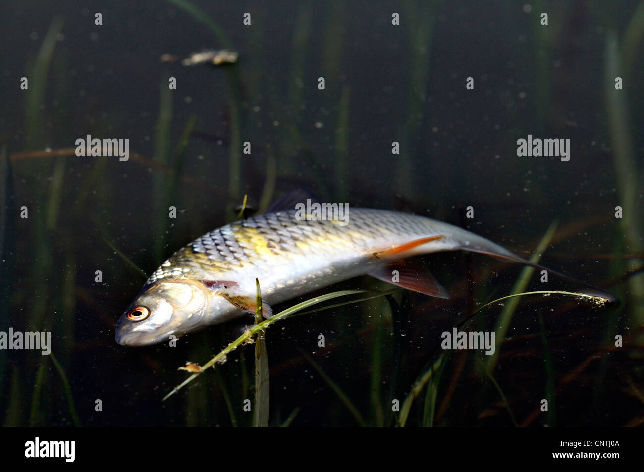 Dead fish hi-res stock photography and images - Alamy