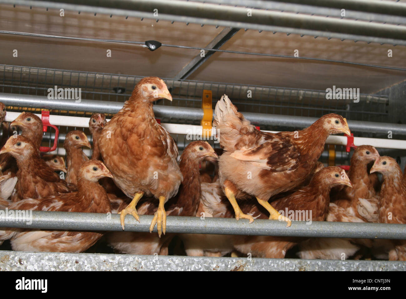 domestic fowl (Gallus gallus f. domestica), Brown young laying hen in ...