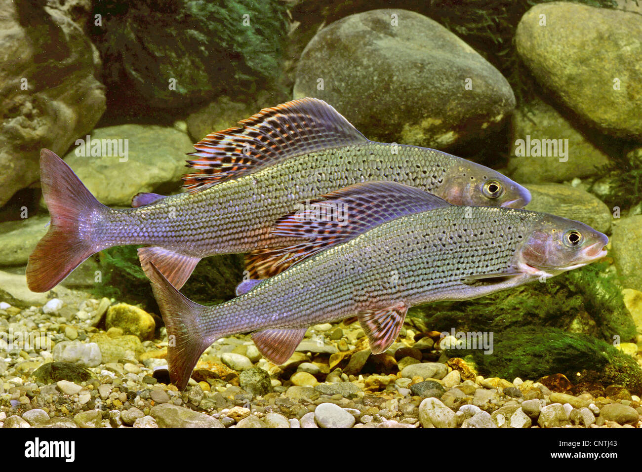 grayling (Thymallus thymallus), two fishes swimming over gravel ground ...