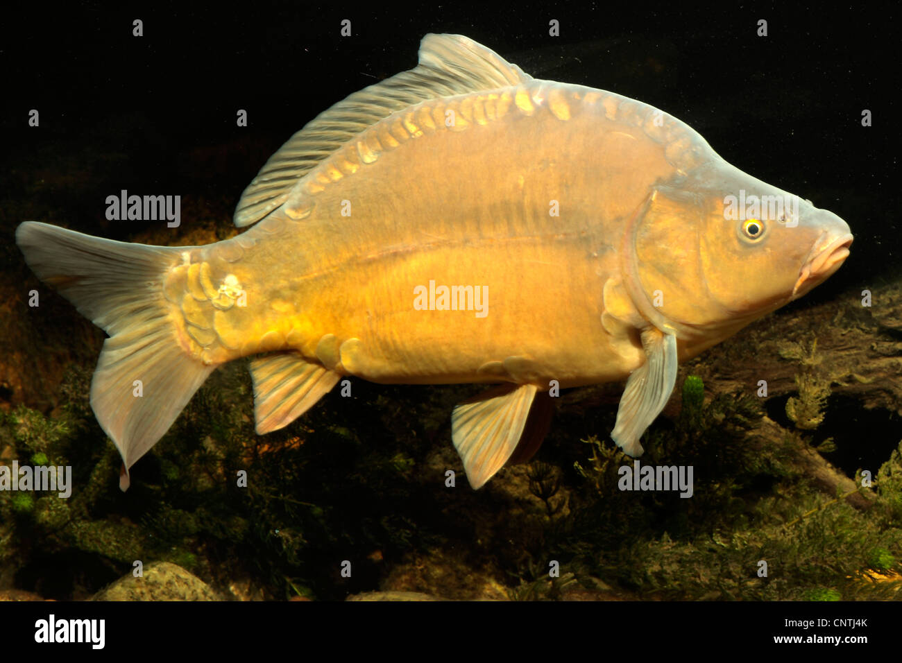 carp, common carp, European carp (Cyprinus carpio), leather carp ...