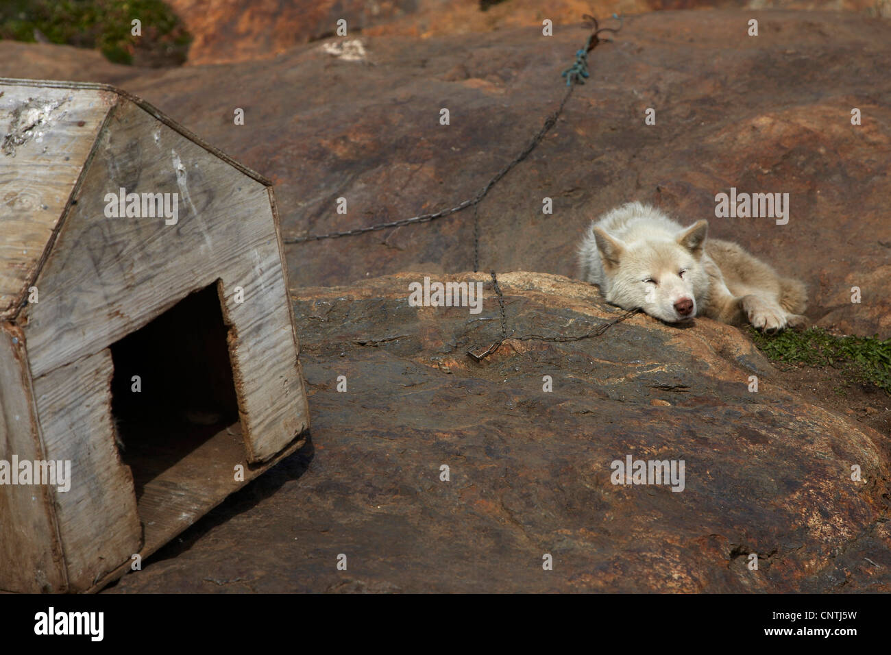 Chained up next doghouse hi-res stock photography and images - Alamy