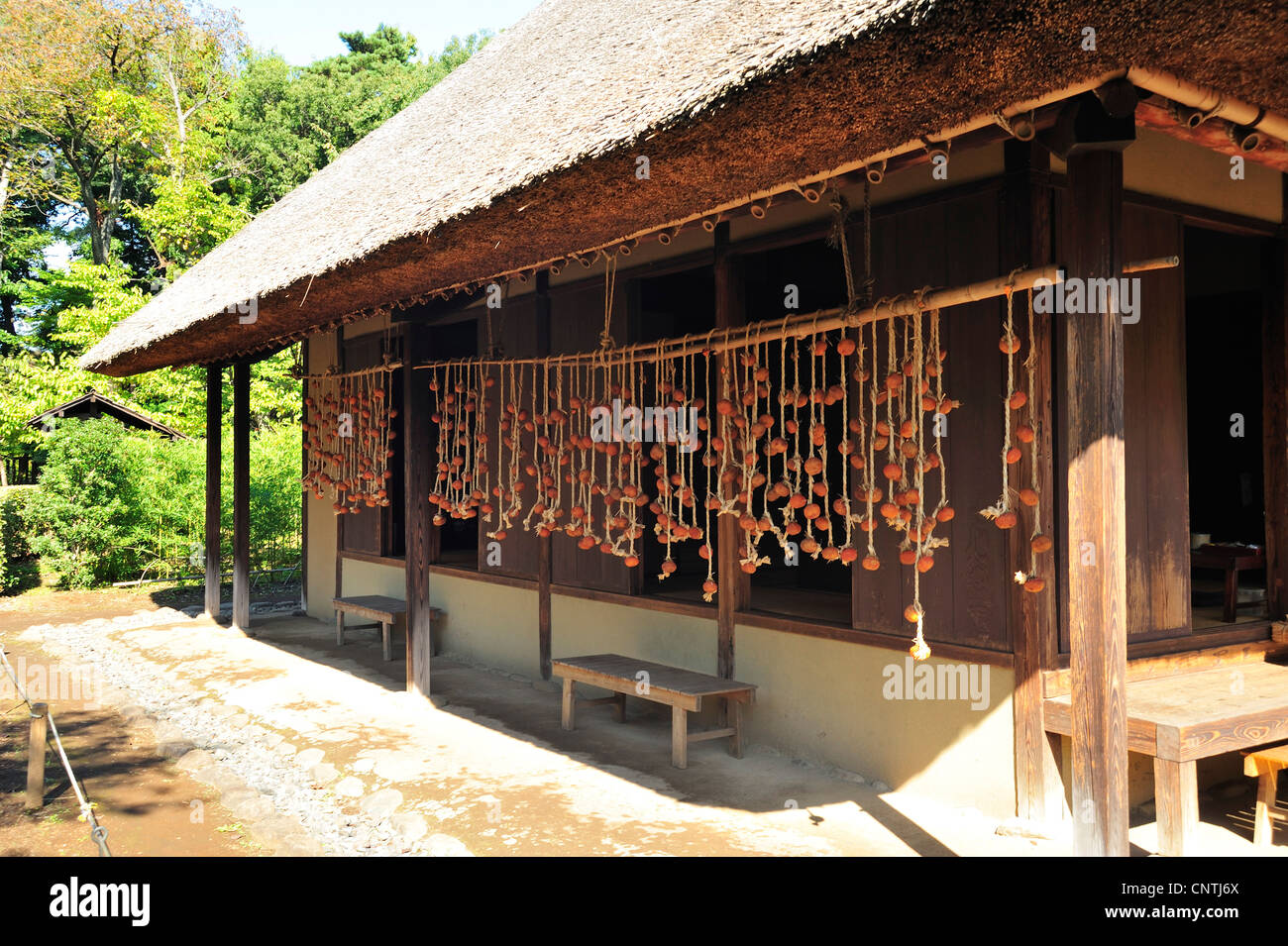 Tsunashima hi-res stock photography and images - Alamy